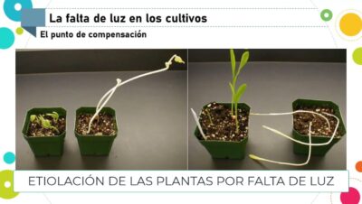 Cómo afecta la luz al crecimiento de las plantas en un experimento