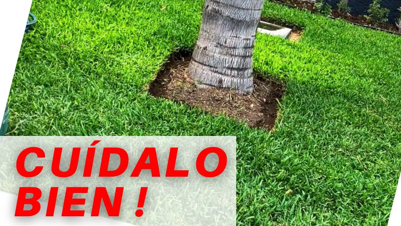 Cómo cuidar el pasto recién plantado para un césped perfecto