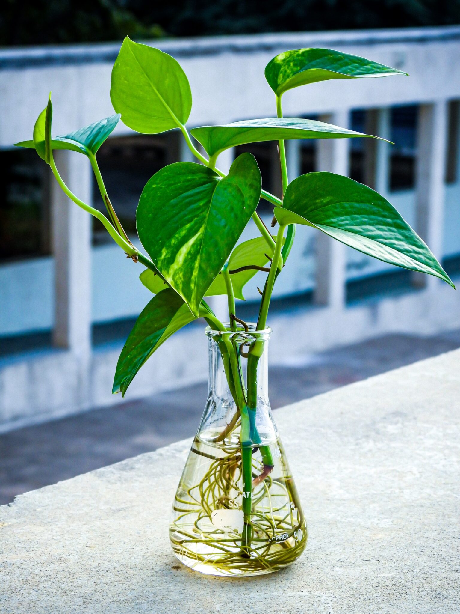 Cómo cuidar la planta Romeo y Julieta en agua correctamente