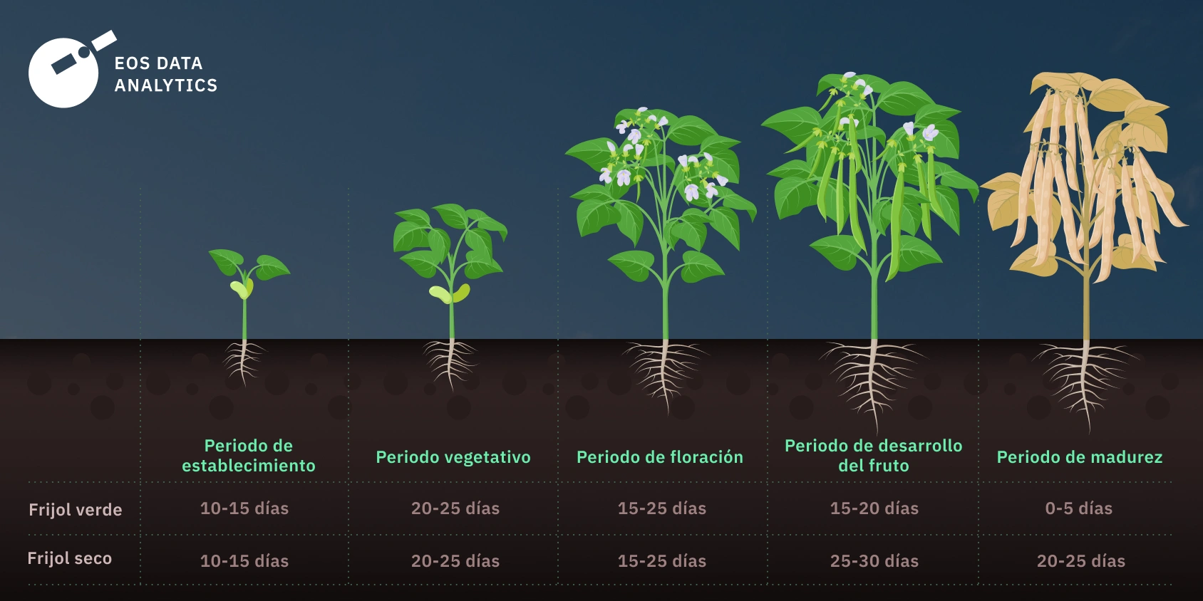 Cómo es el crecimiento de una planta de frijol día a día