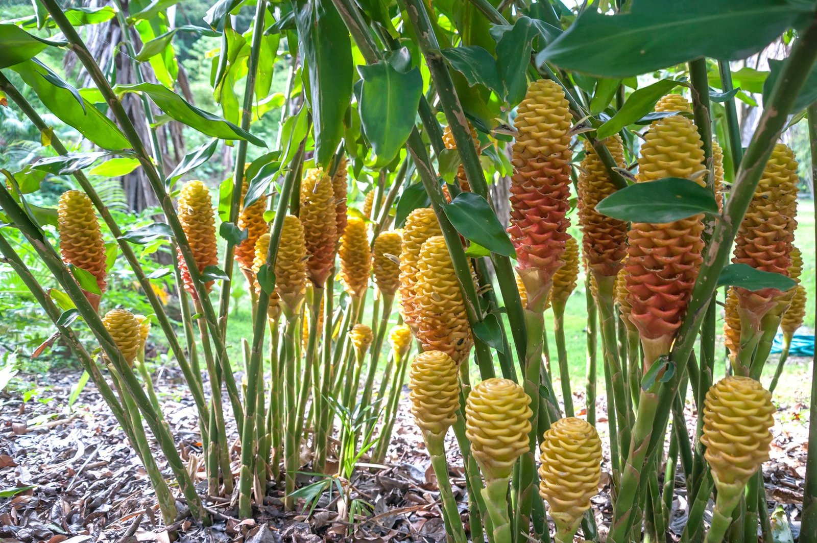 Cómo es la planta de jengibre en su entorno natural