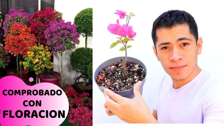 Cómo hacer crecer tu Santa Rita con éxito desde un gajo