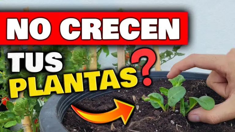 Cómo hacer crecer tus plantas de forma saludable