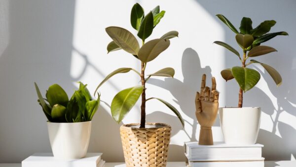 Cómo saber cuánta agua necesita una planta para crecer saludable