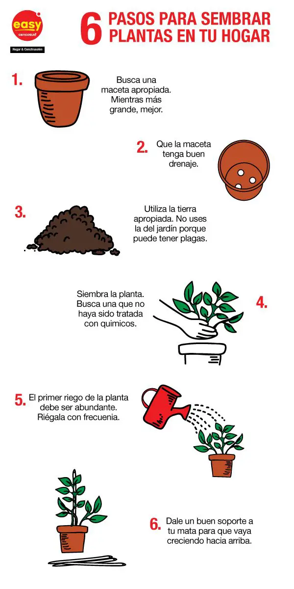 Cómo sembrar una planta paso a paso para niños