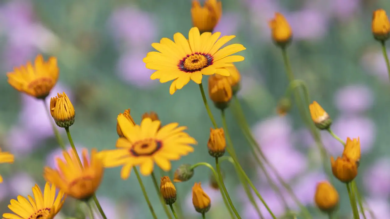 Cuál es el nombre científico de la planta novia del sol