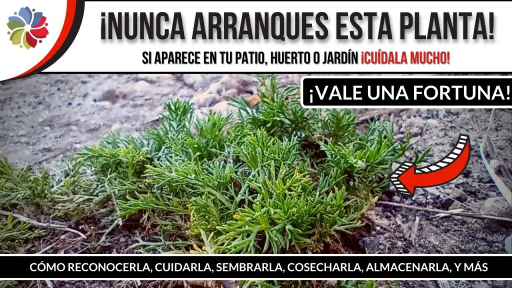 Cuál es el poder y beneficios de la planta Amansa Guapo