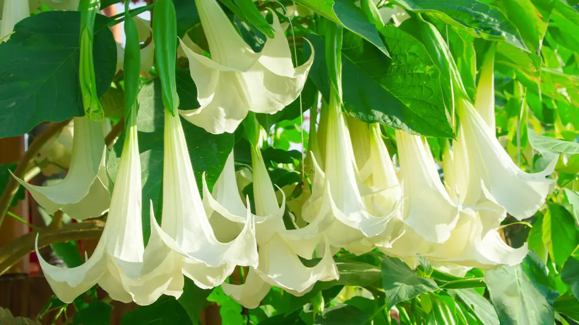 Cuál es la planta más venenosa del mundo y por qué es tan peligrosa