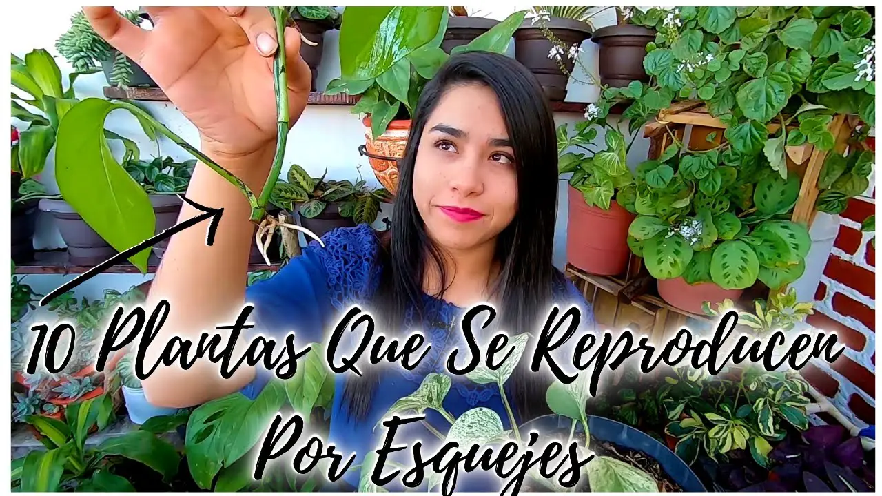 Cuáles son las 10 plantas que nacen del tallo y cómo cultivarlas