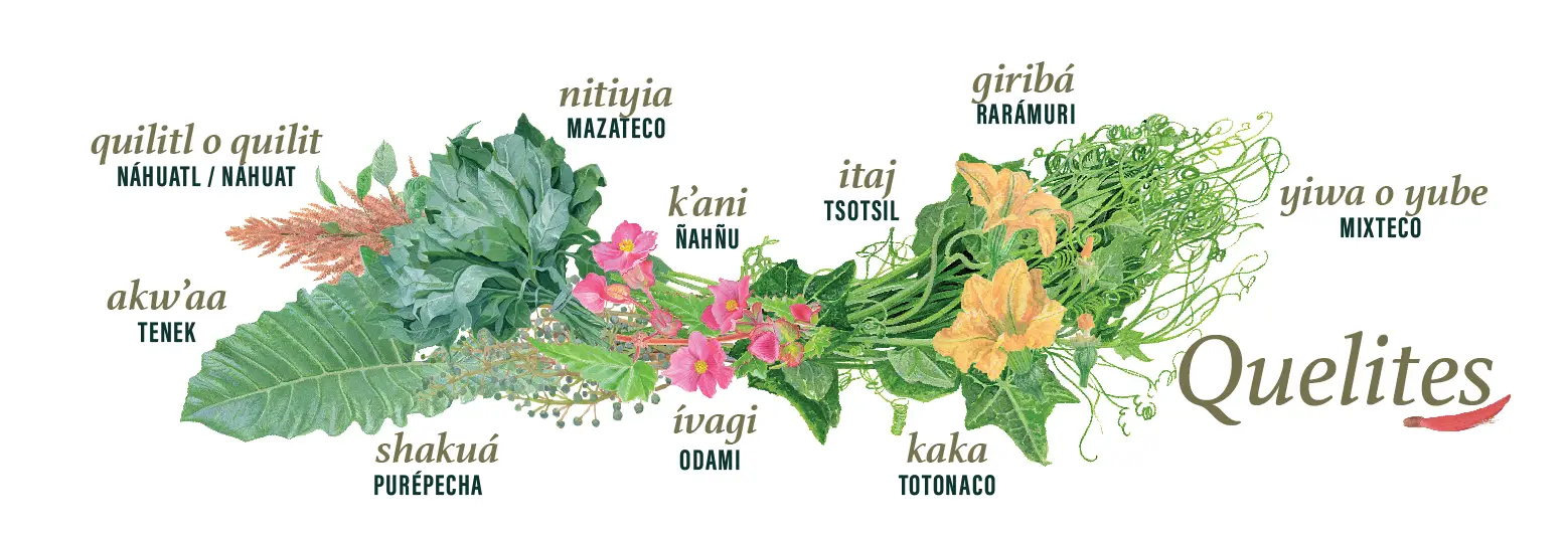 Cuáles son las 20 plantas de origen indígena que debes conocer