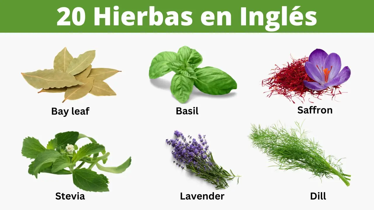 Cuáles son las 50 plantas más comunes en inglés y español