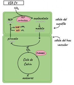 Cuáles son las diferencias clave entre plantas C3, C4 y CAM