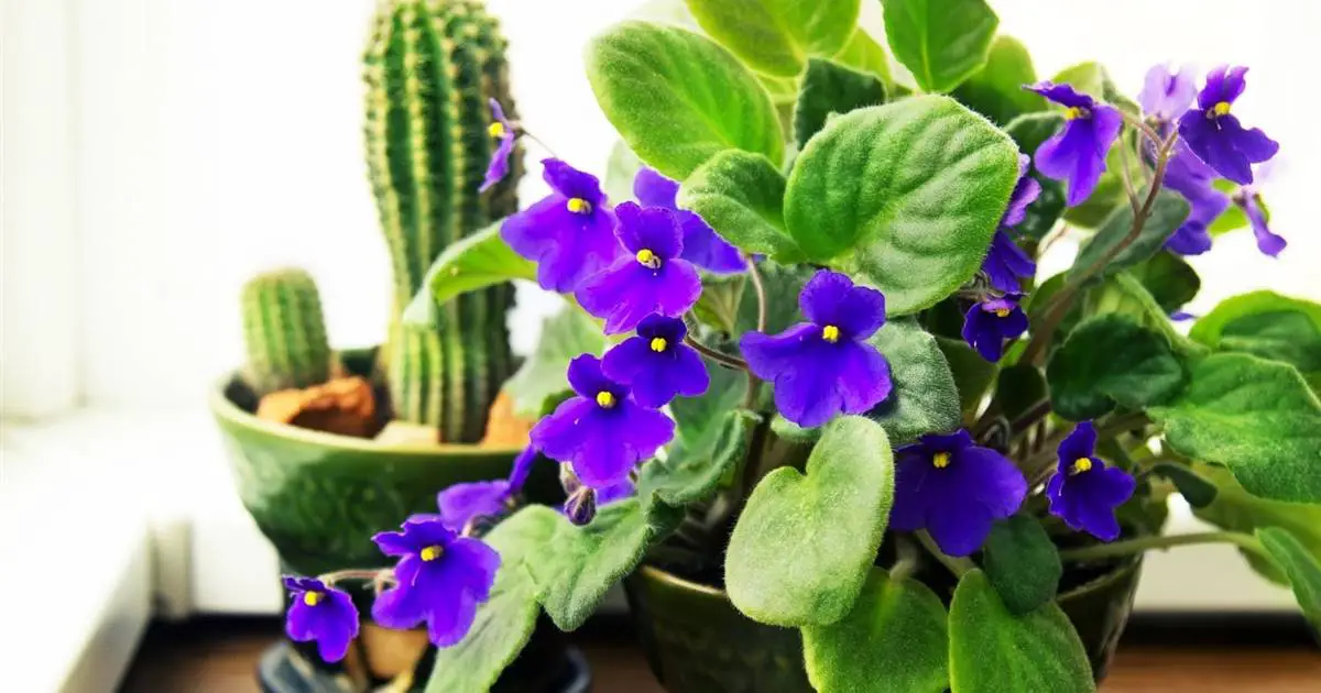 Cuáles son las plantas con la letra F que debes conocer
