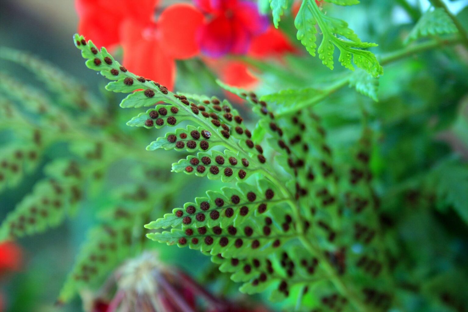 Cuáles son las plantas que se reproducen por esporas y cómo lo hacen