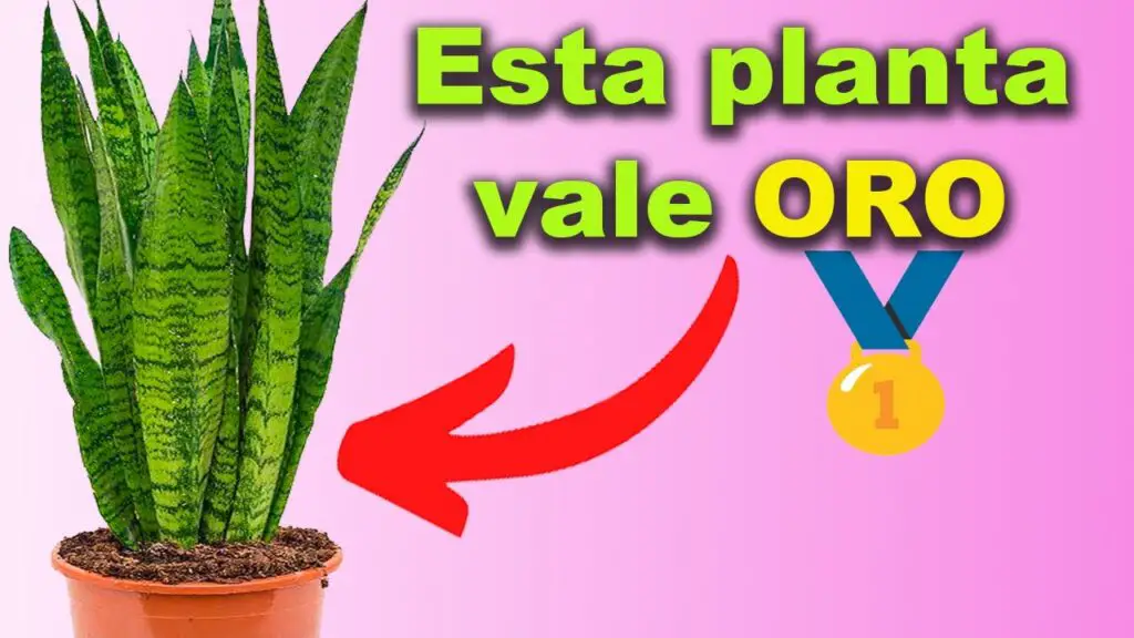 Cuáles son los beneficios de la planta lengua de suegra