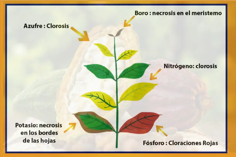 Cuáles son los elementos móviles e inmóviles en las plantas