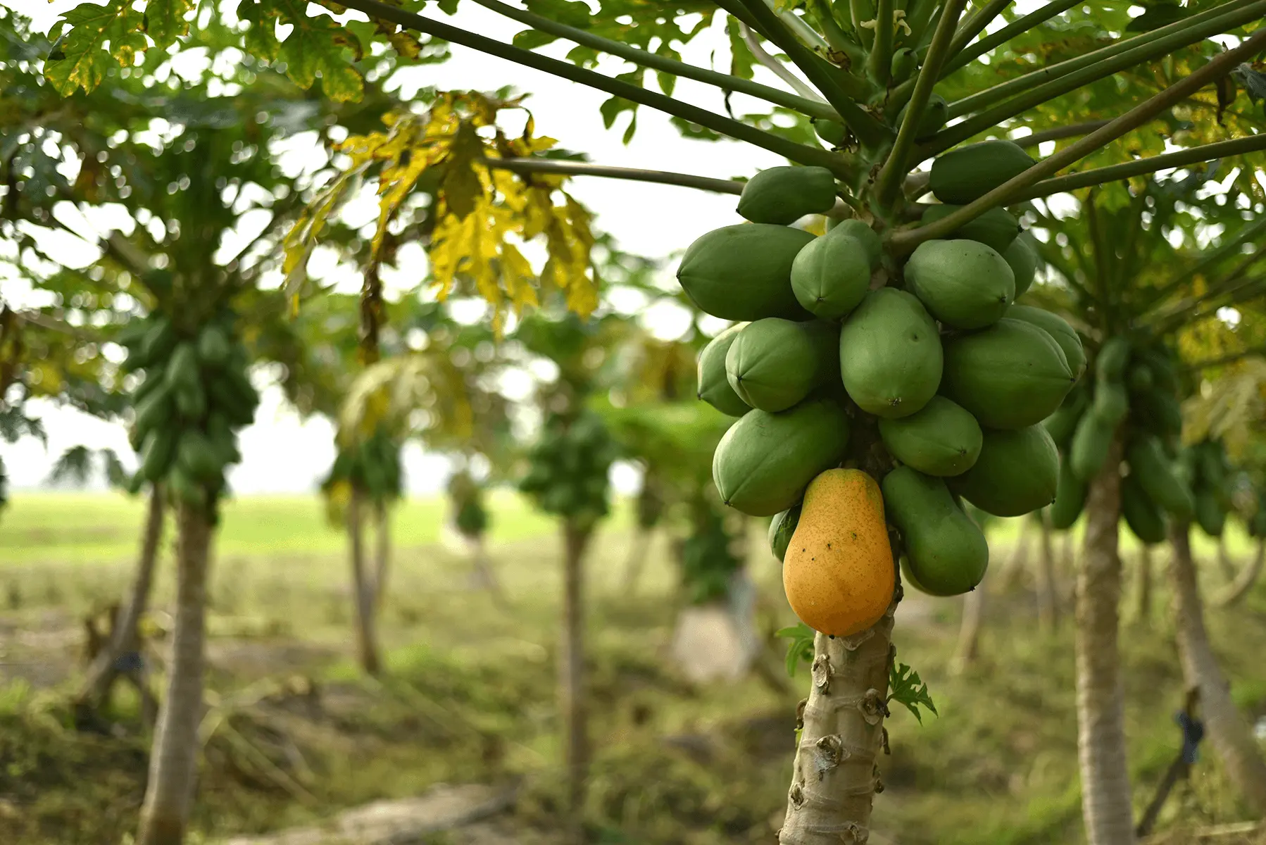 Cuánto tiempo tarda en dar fruto la planta de papaya