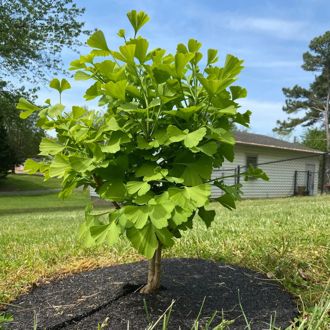Dónde comprar la planta ginkgo biloba sin errores