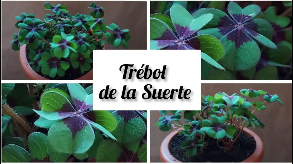 Dónde encontrar y cómo cultivar el trébol de 4 hojas