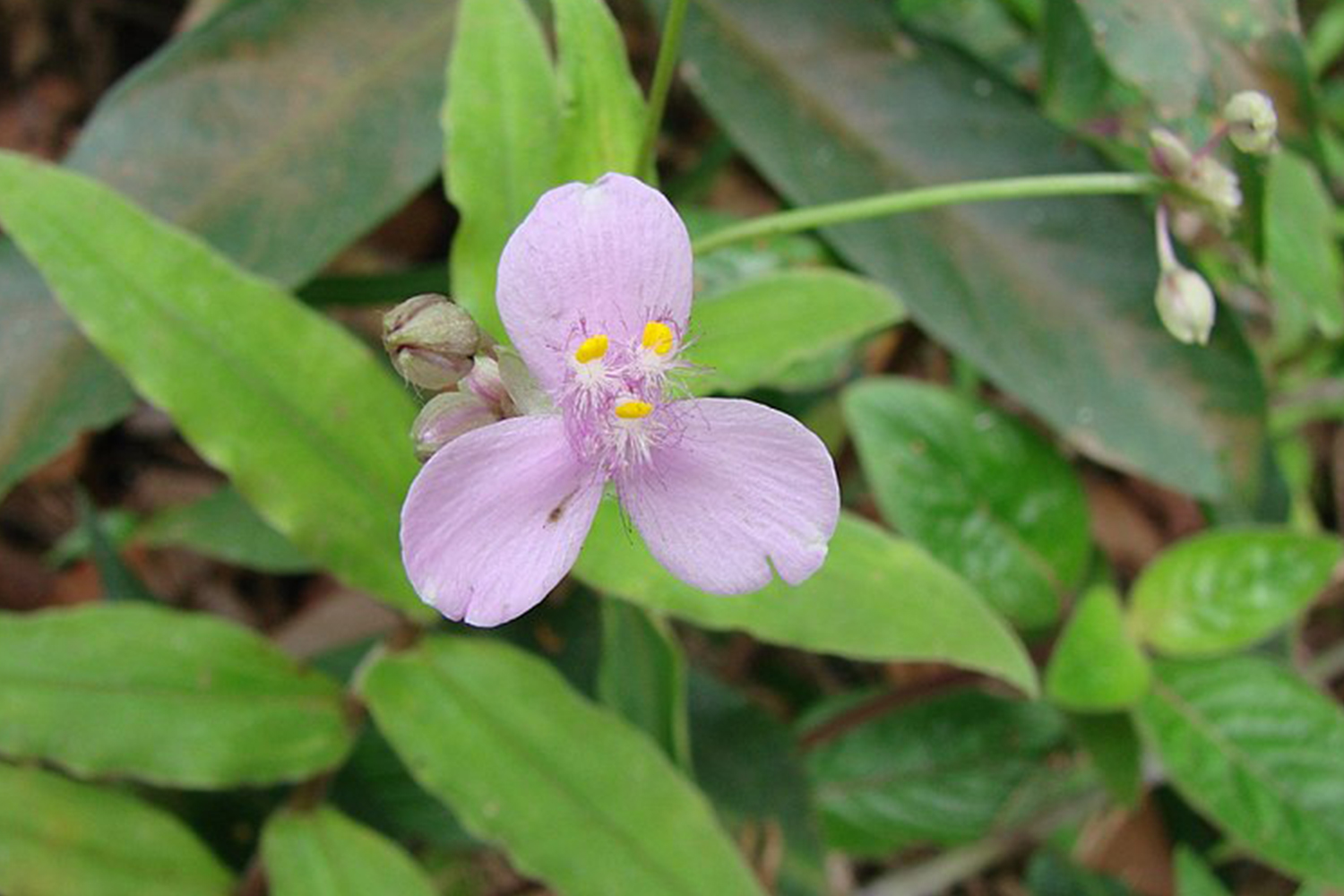 Dónde se encuentra la planta suelda con suelda y por qué es valiosa