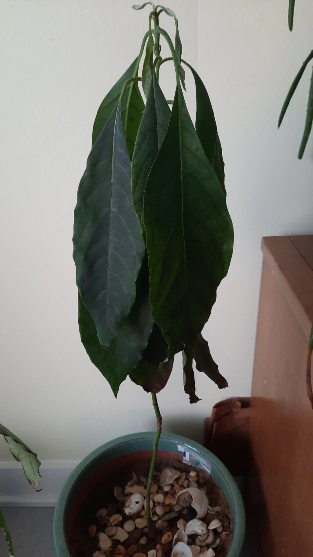 Por qué mi planta de palta tiene las hojas caídas