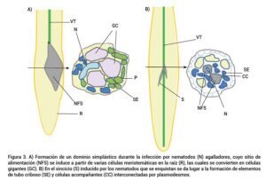 Por qué son clave el xilema y floema en plantas vasculares