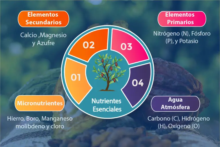 Por qué son esenciales los 16 nutrientes para plantas