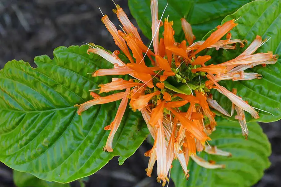 Qué es el muicle planta y cuáles son sus beneficios