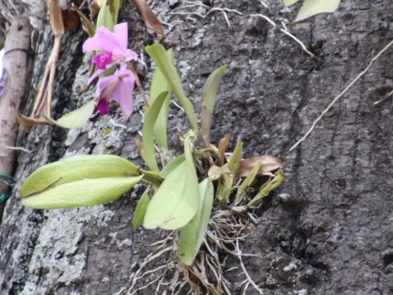Qué son las plantas epífitas y cómo sobreviven