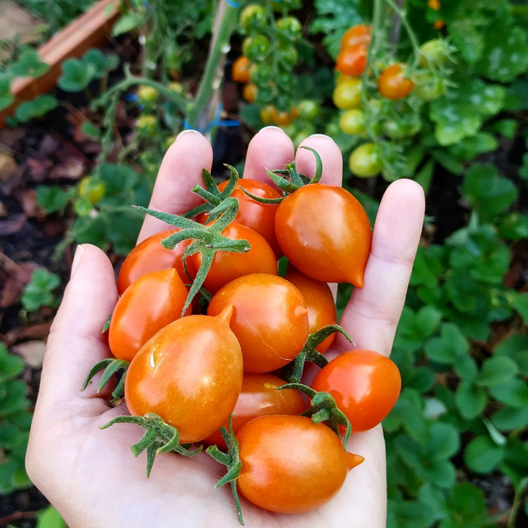 Aprende a plantar tomates de manera efectiva y exitosa en tu huerto