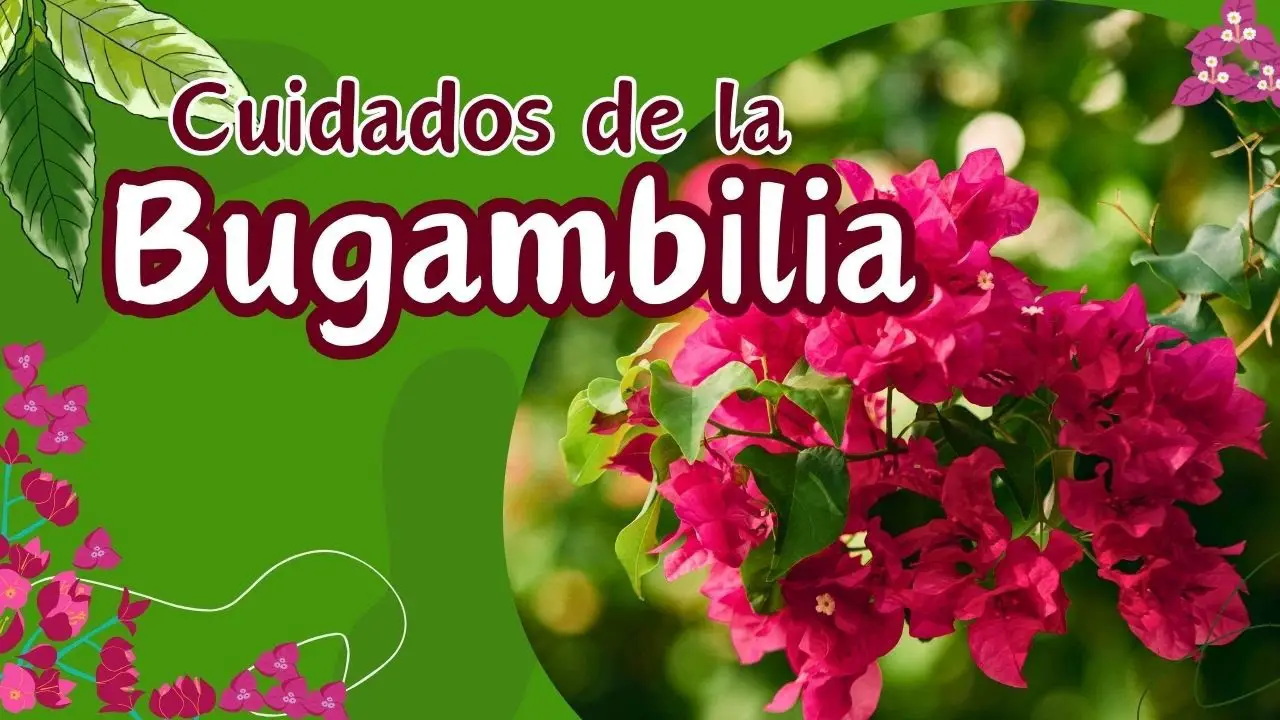 Cómo cuidar la bugambilia en maceta para un crecimiento saludable y ...