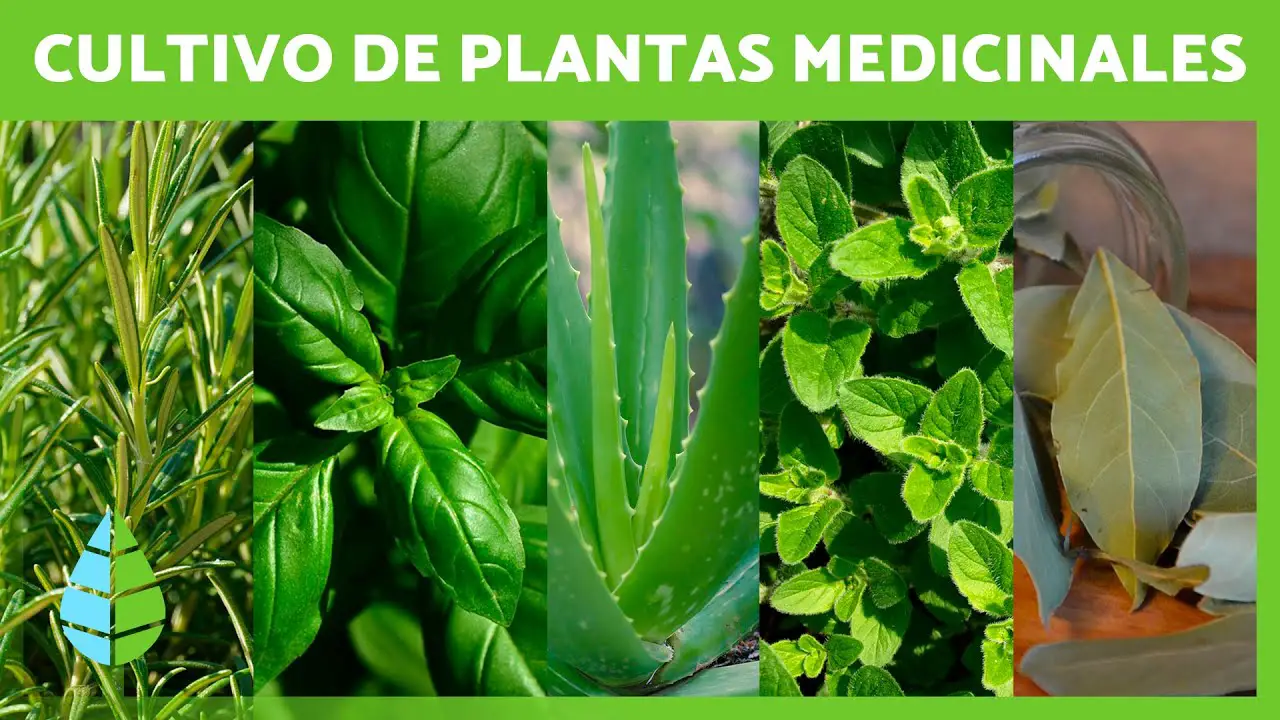 Descubre 20 Nombres de Plantas Que Debes Conocer Para Ampliar Tu Cultura Botánica