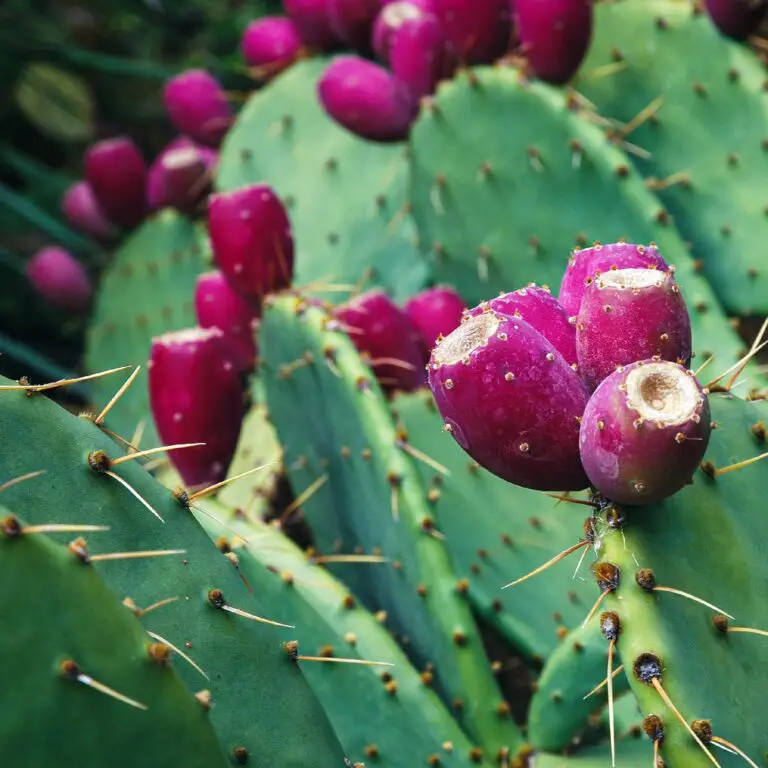 Descubre cómo plantar nopales de manera efectiva y exitosa