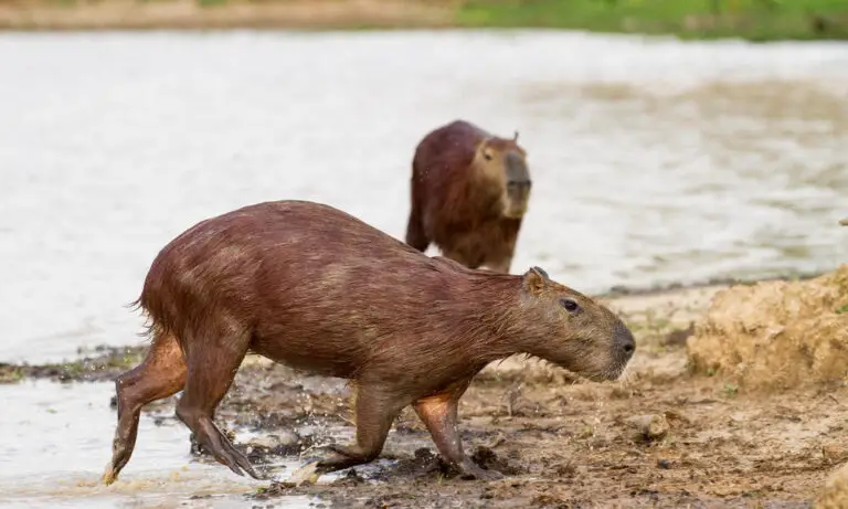 Descubre dónde viven los capibaras y su hábitat natural en el mundo