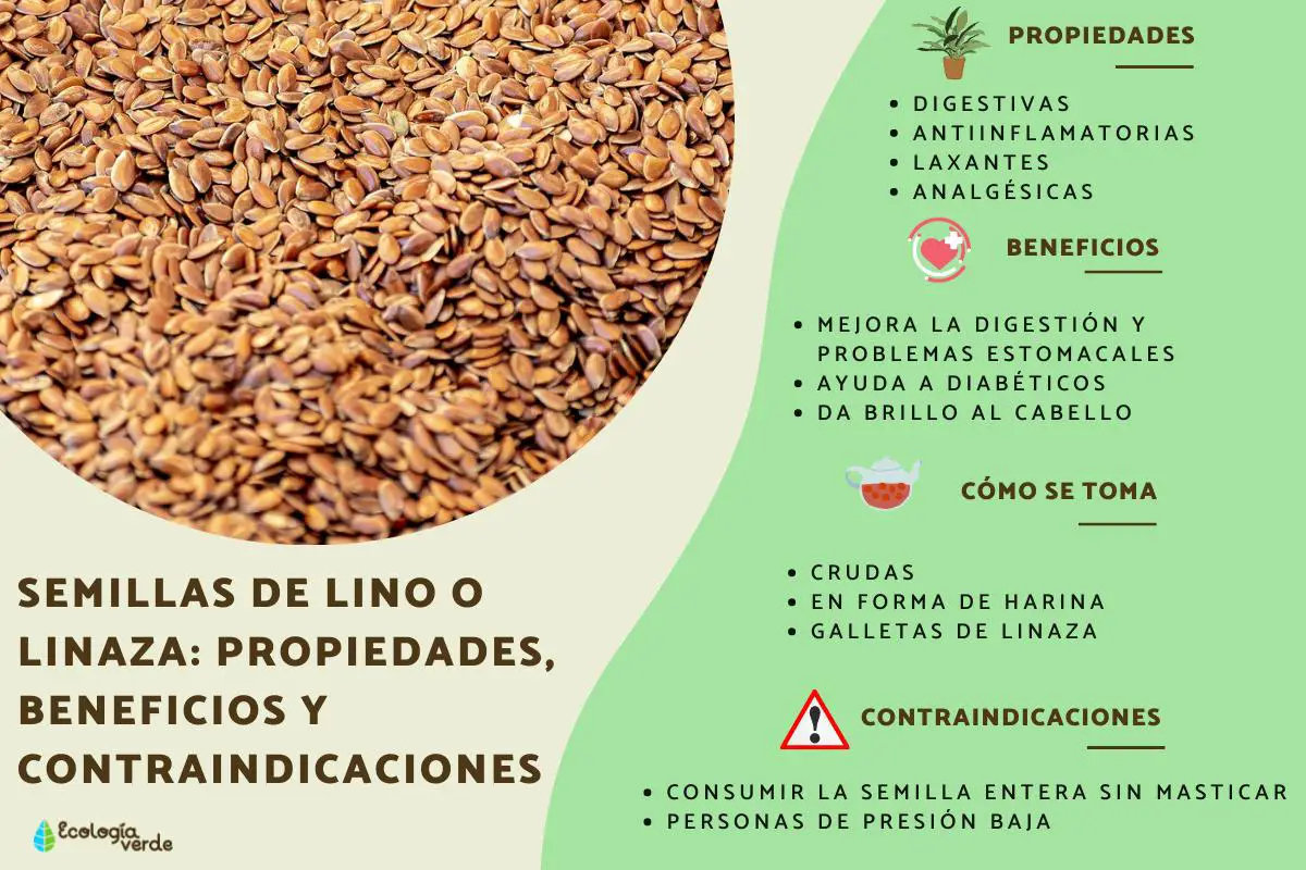 Descubre los Beneficios y Contraindicaciones de la Linaza para la Salud