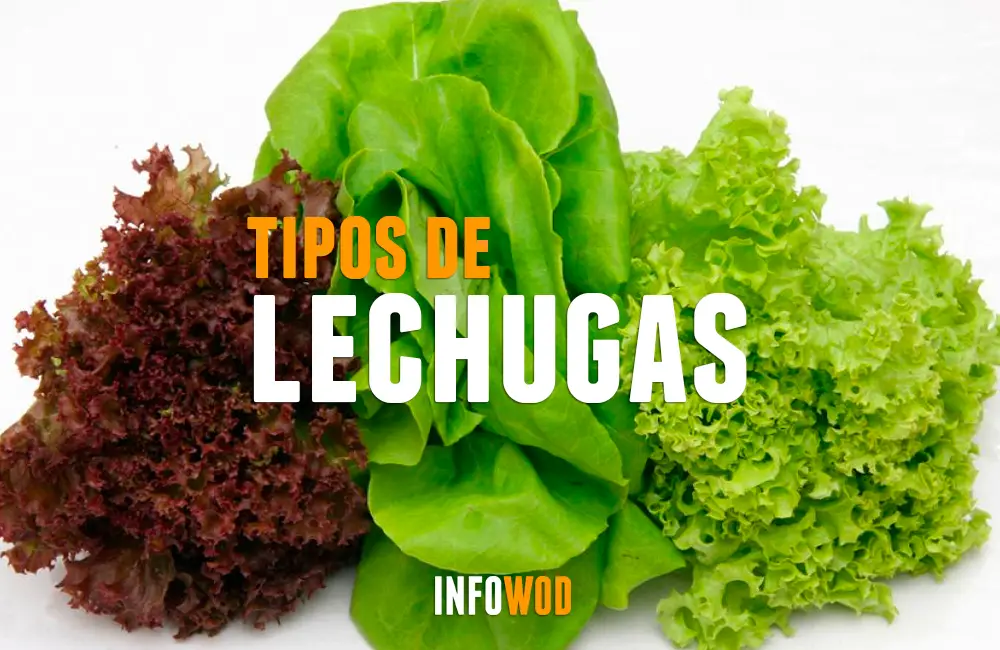 Descubre los diferentes tipos de lechugas y sus beneficios en la ...