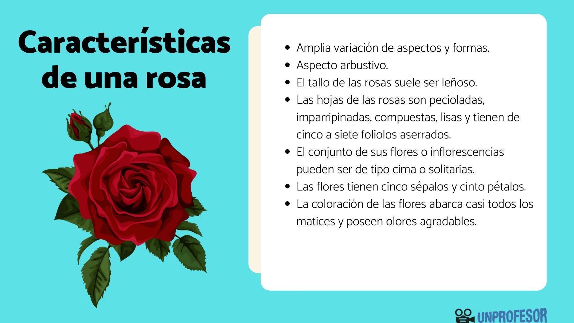 Descubre los principales tipos de rosas y sus características más ...