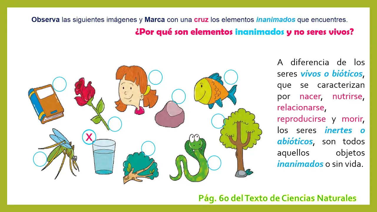 Descubriendo el fascinante mundo de los seres no vivos con ejemplos ...