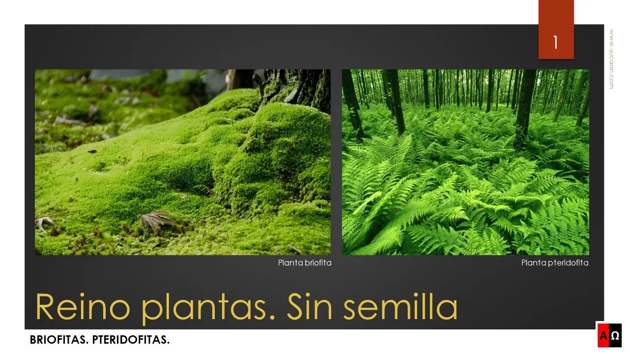 Descubriendo las pteridofitas y su importancia en el ecosistema