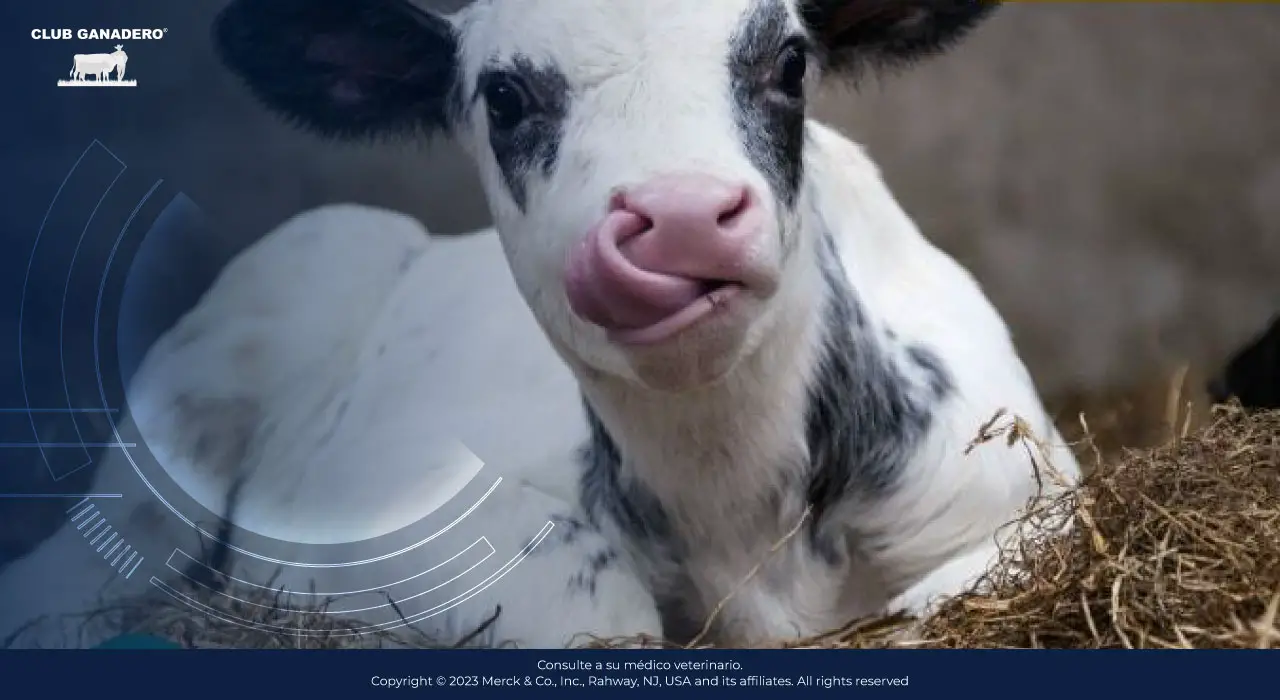 El Calostro Bovino y Sus Contraindicaciones en la Alimentación Animal