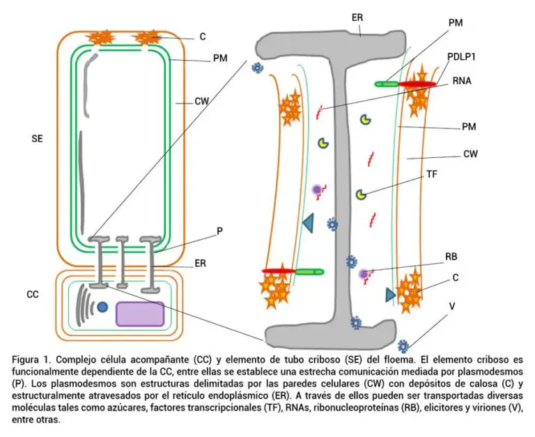 El Floema es un Componente Esencial en el Transporte de Nutrientes en ...