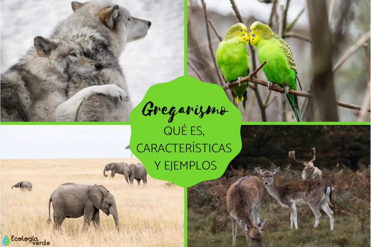 El Gregarismo y Su Importancia en el Comportamiento Social Animal