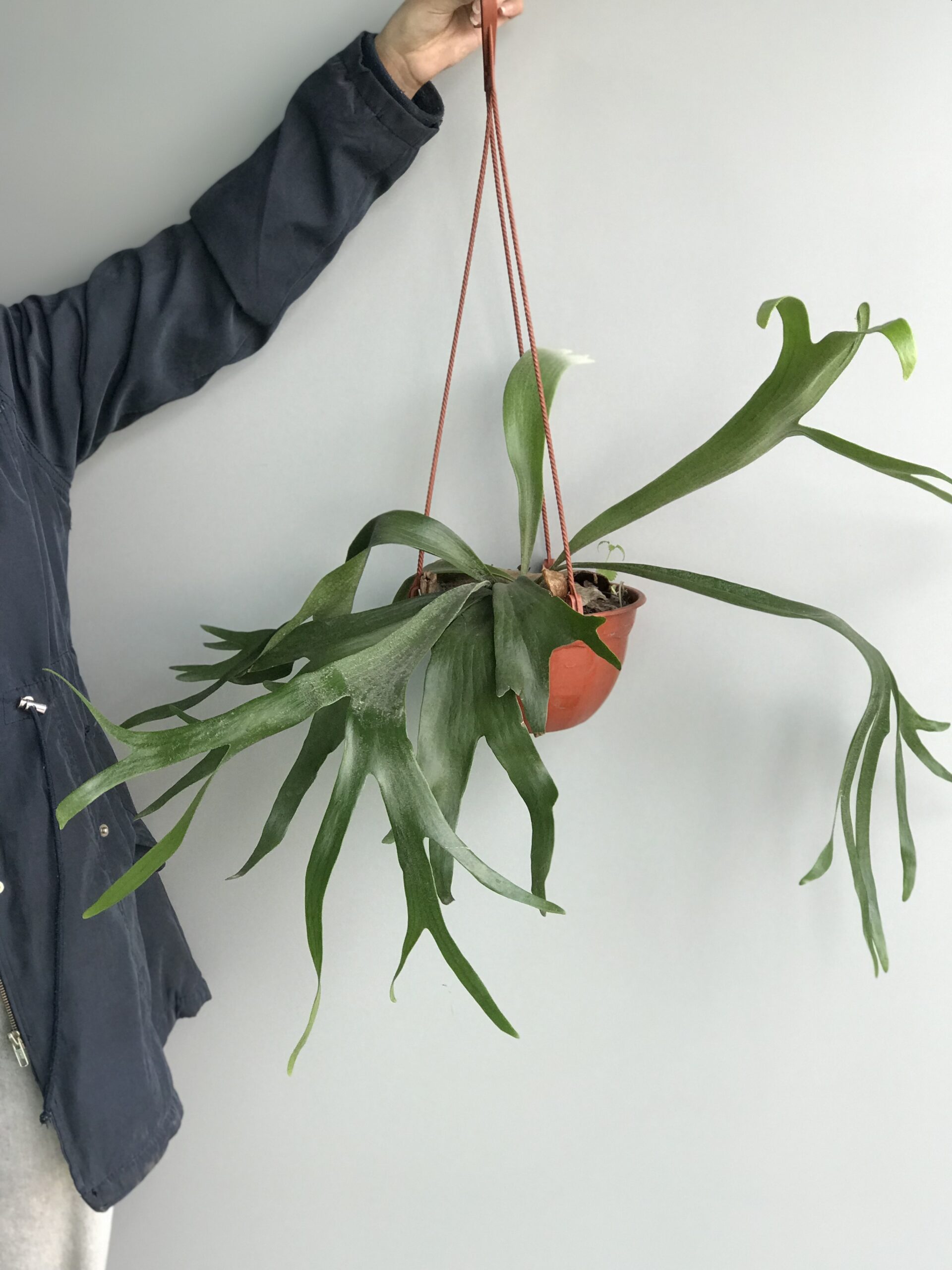 El helecho cuerno de alce es una planta fascinante que merece atención