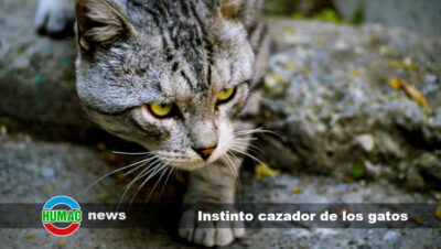 El instinto animal es un comportamiento esencial y fascinante en la ...