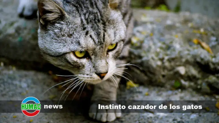 El instinto animal es un comportamiento esencial y fascinante en la ...