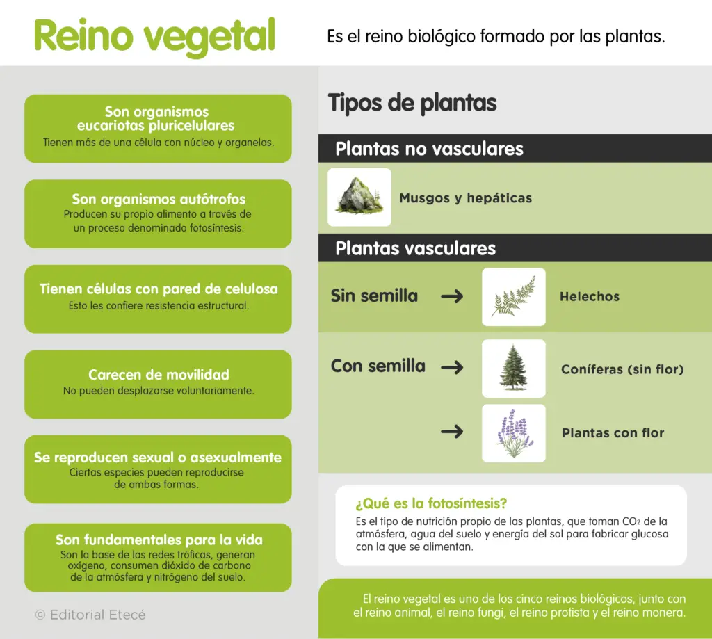 El Reino Vegetal y su Importancia en el Ecosistema Global