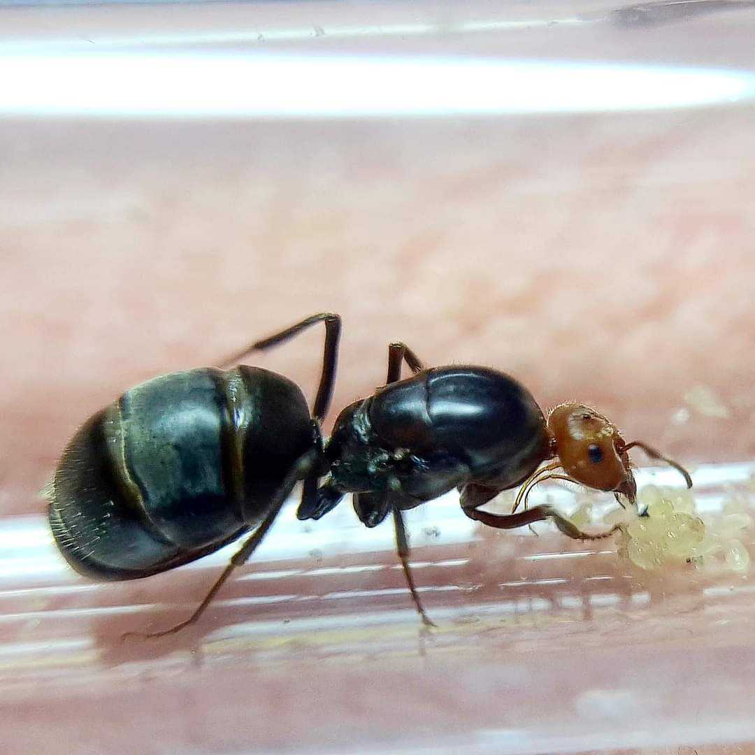 Explorando el Fascinante Mundo de los Insectos con U en su Nombre