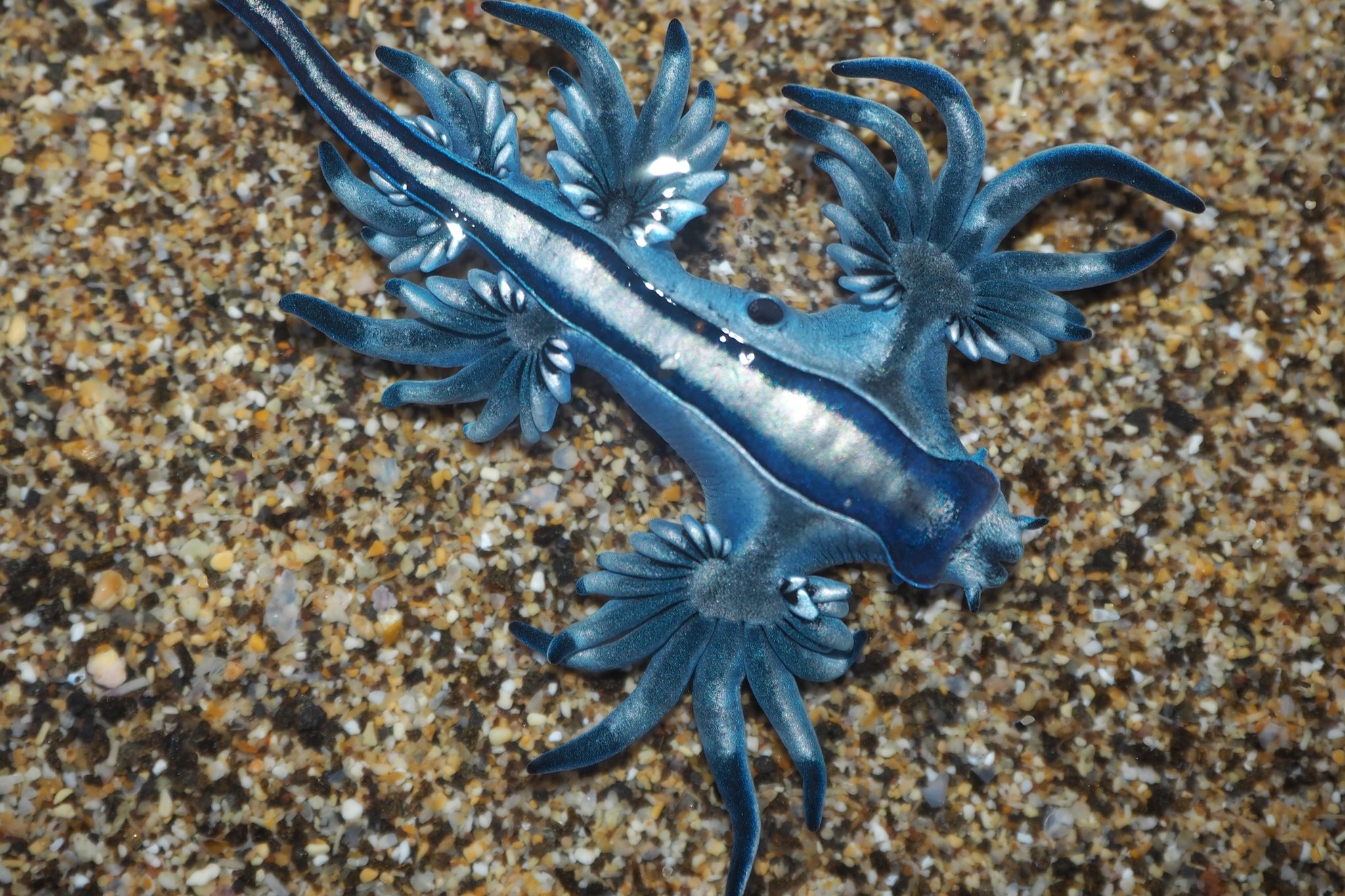 Explorando las Características y el Hábitat del Dragoncito Azul