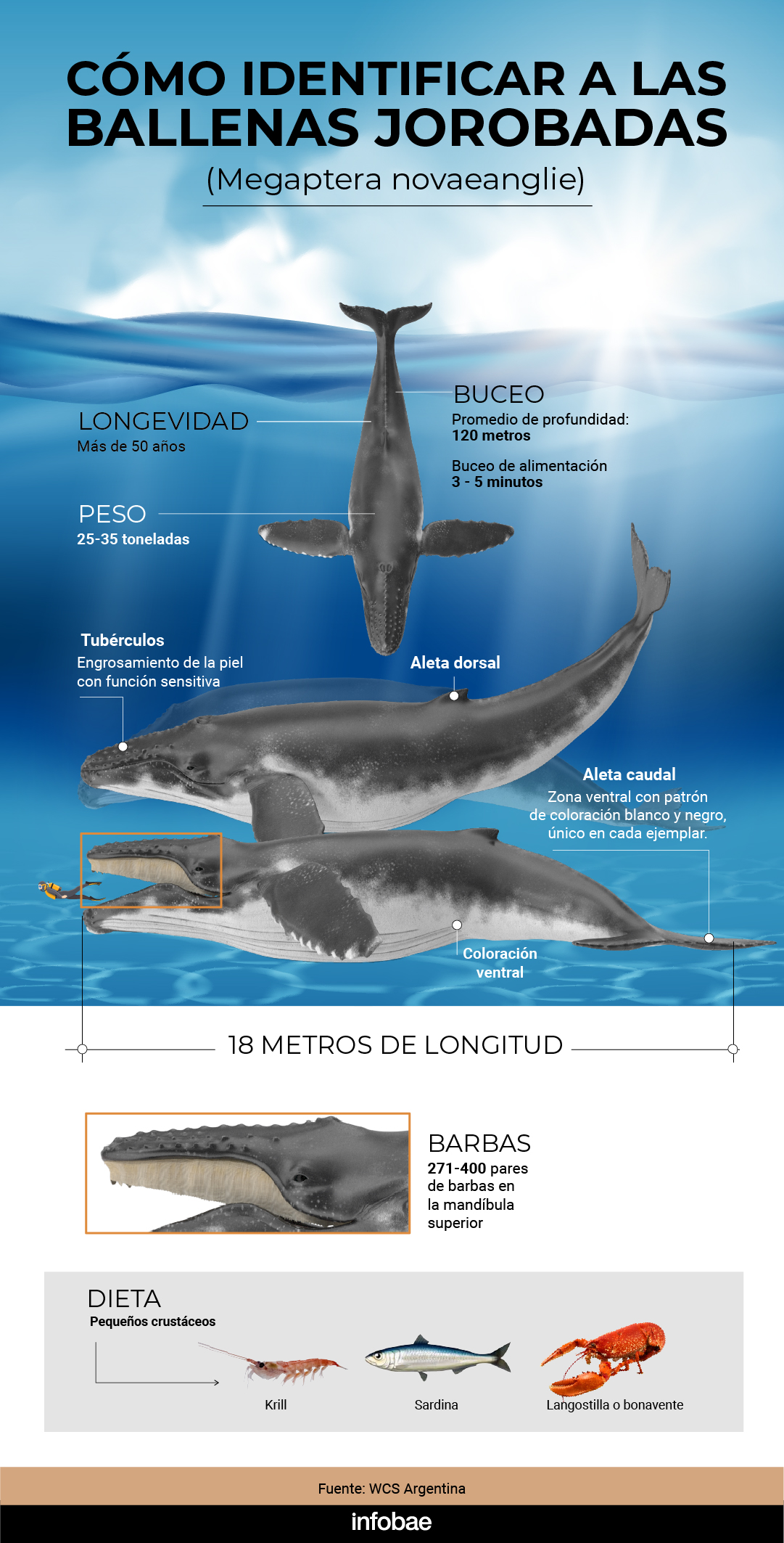 La Aleta Caudal y su Importancia en el Rendimiento de las Embarcaciones