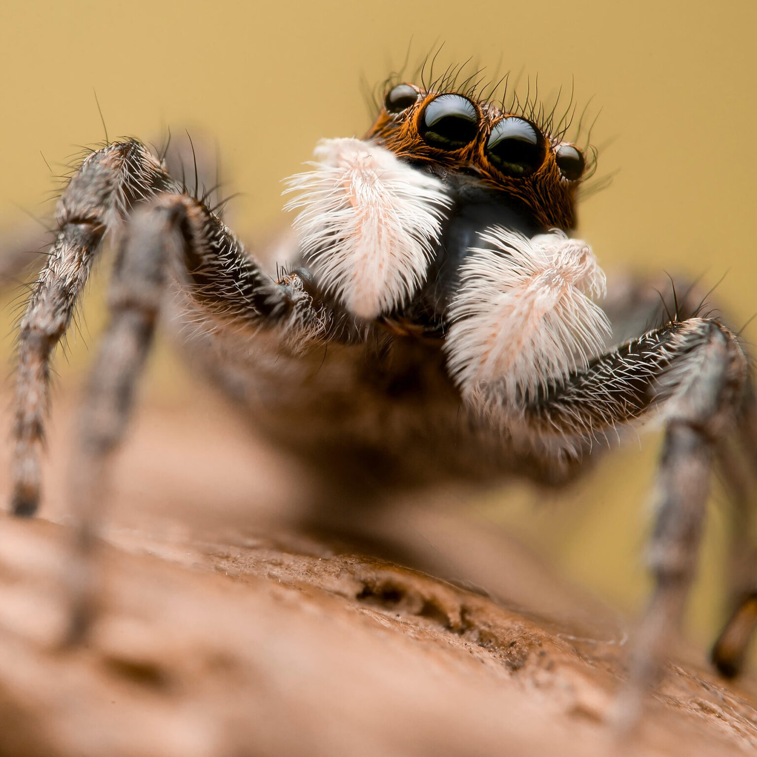 La araña no es un insecto aunque a menudo se le confunde como tal